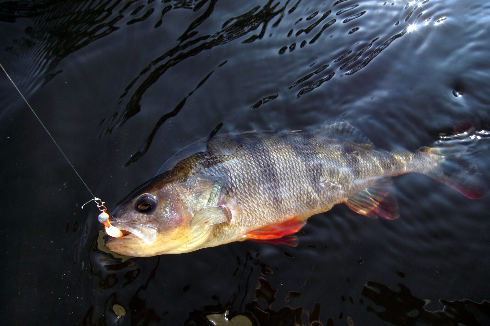 Vissen op baars - Only Fishing