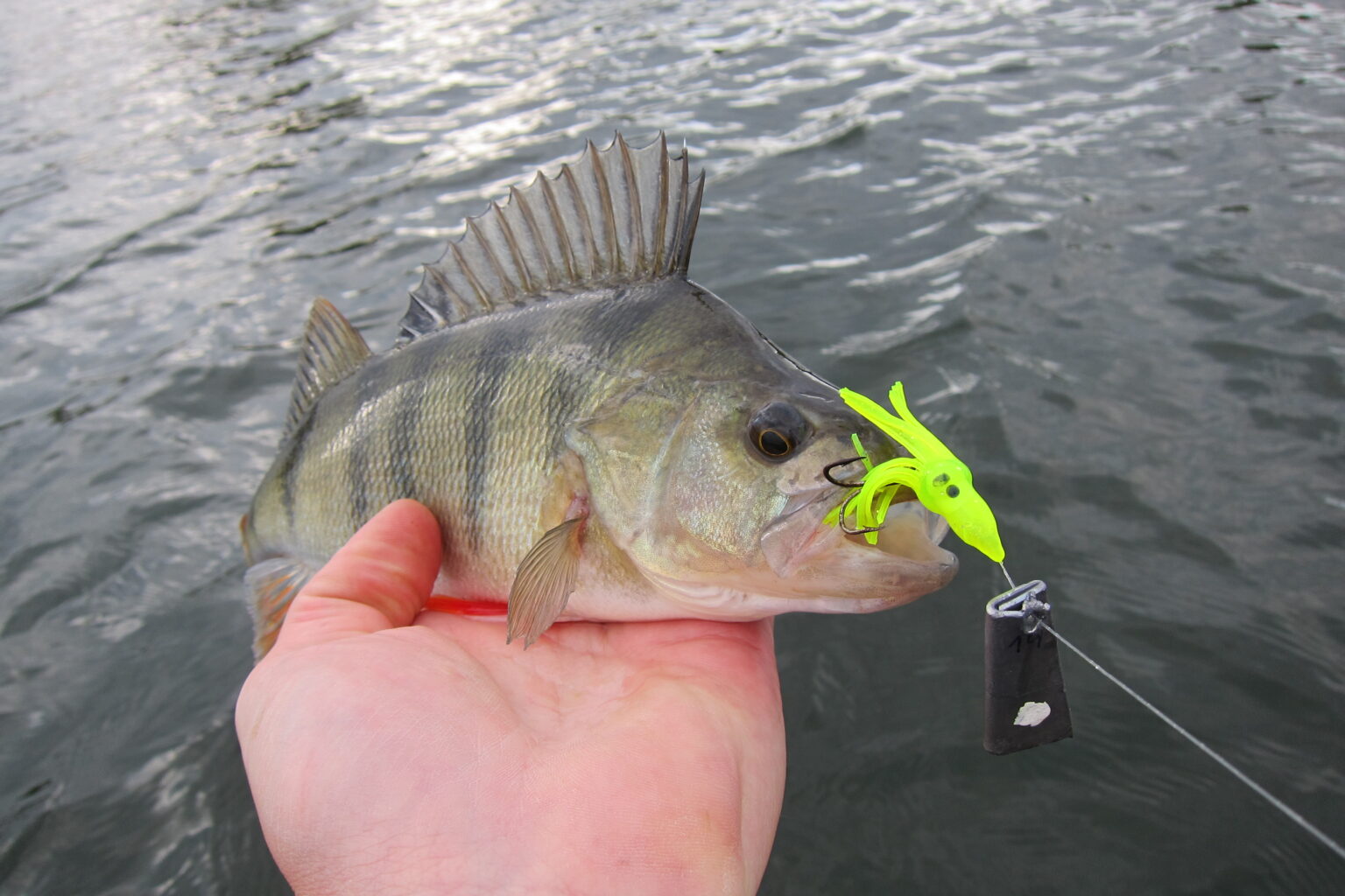 Vissen op baars - Only Fishing