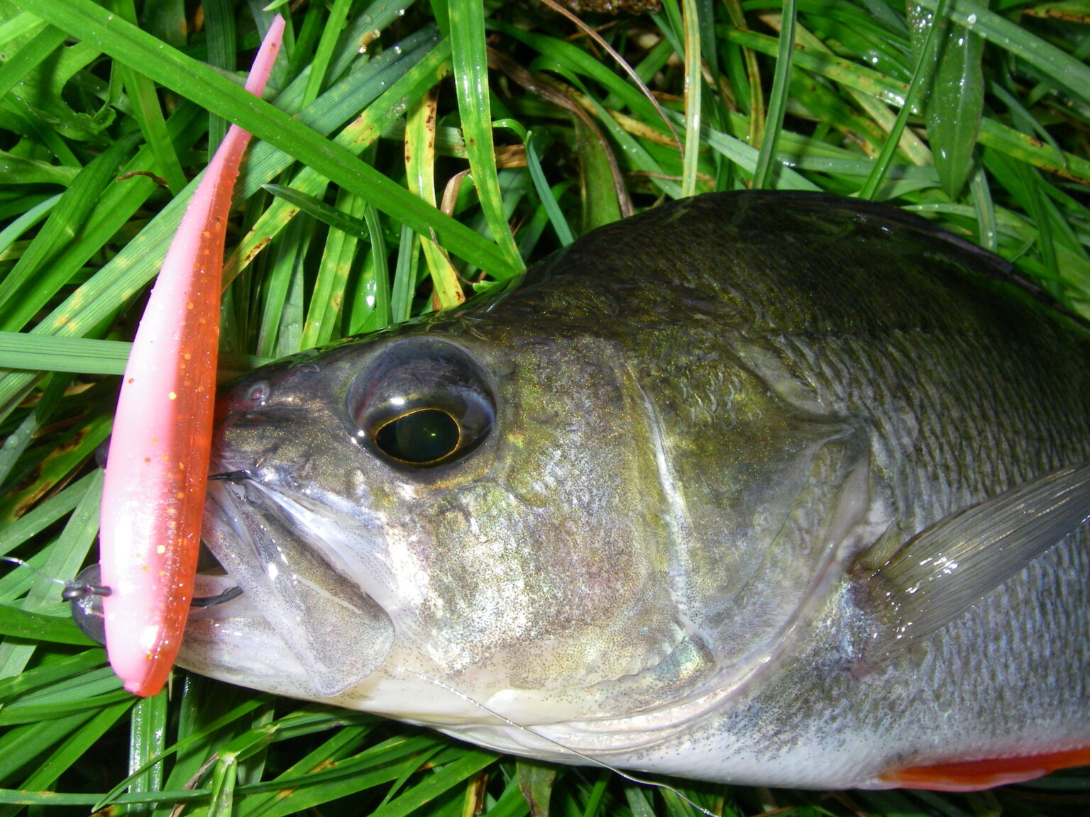 Vissen op baars - Only Fishing