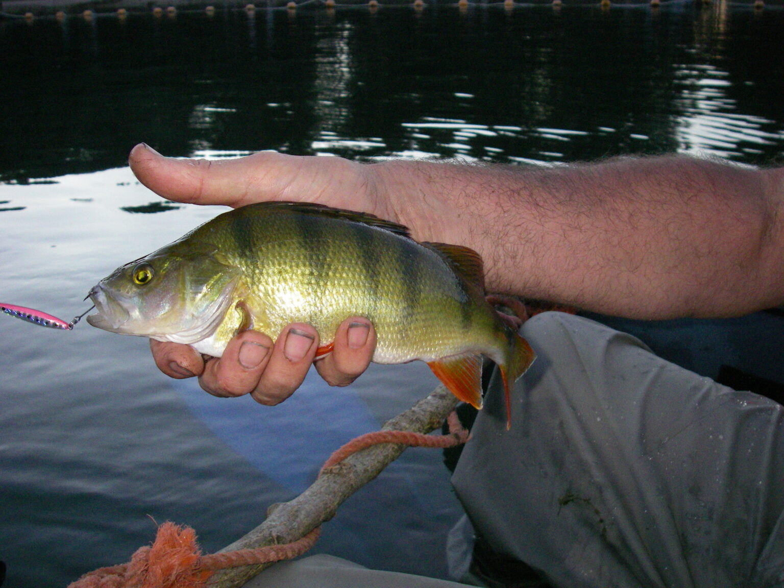 Vissen op baars - Only Fishing