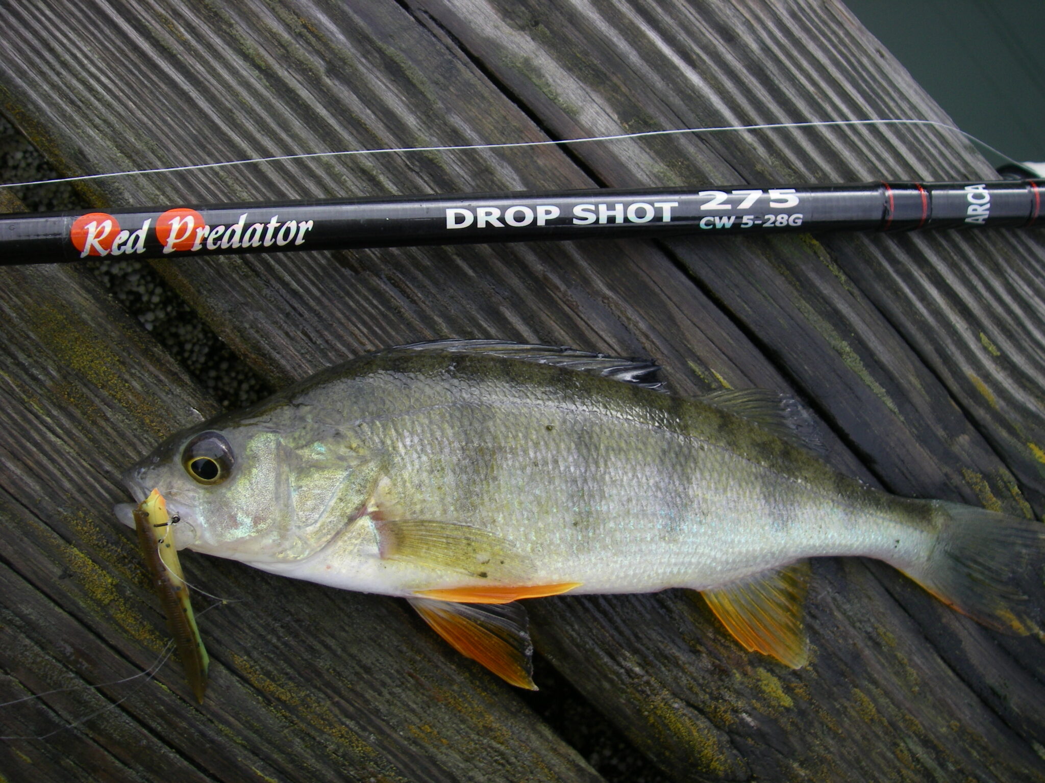 Vissen op baars - Only Fishing