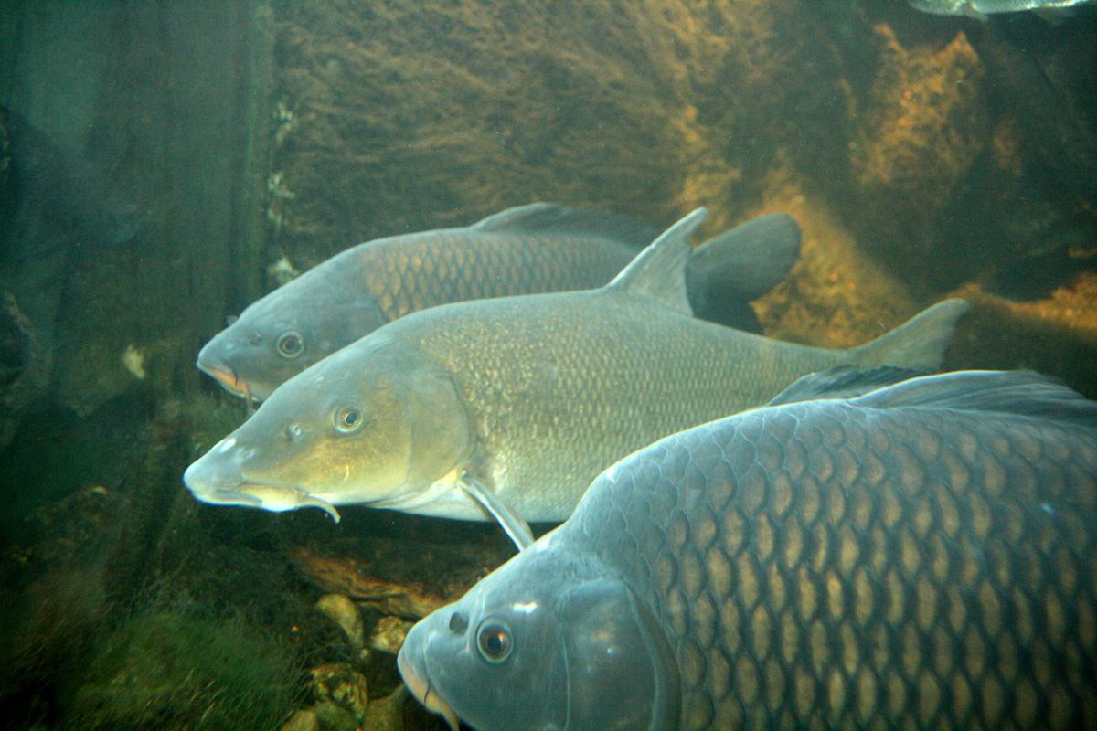 De wereld van de barbeel (1) - Only Fishing